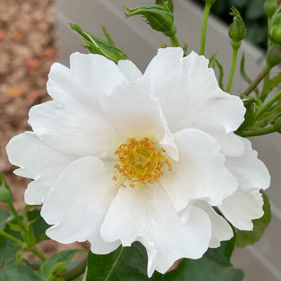 Harkness Rose 'Simple White Keros' , Established Plant in 4L Pot, Ready ...