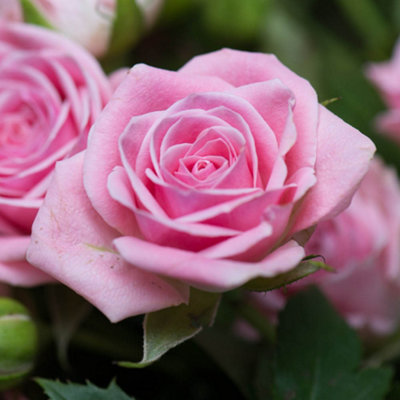 Harkness Rose 'Special Daughter' ™, Established Plant in 4L Pot, Ready ...