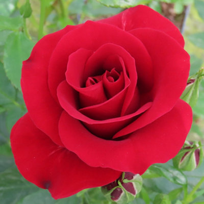 Harkness Rose 'Spirit of Britain', Established Plant in 3L Pot, Ready ...