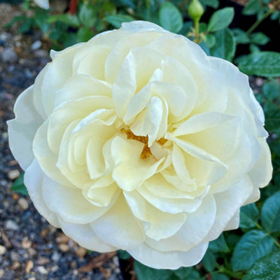 Harkness Rose 'The Royal Philharmonic Orchestra', Established Rose in 3 ...