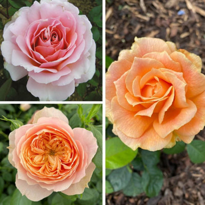 Harkness Roses 'Alfred Robert Boe' ™ Rose, Bare Root Floribunda Rose ...