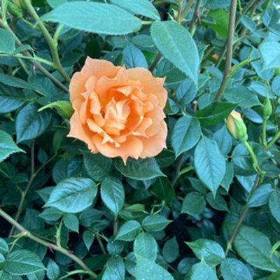 Harkness Roses Climbing Rose 'Bridge of Sighs' 4 Litre Pot