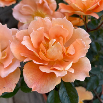 Harkness Roses Climbing Rose 'Bridge of Sighs' 4 Litre Pot