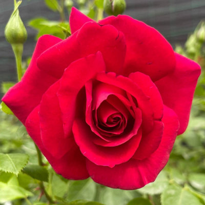 Harkness Roses Climbing Rose 'The Prince's Trust', 1 x Bare Root, Ready ...