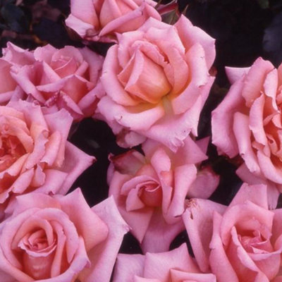 Harkness Roses Compassion Climbing Rose ™ in 3L Pot