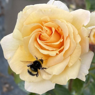 Harkness Roses Debbie Phillips Rose 3L or 4L Pot | DIY at B&Q