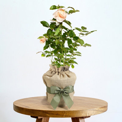 Harkness Roses Gift Wrapped Rose Sense and Sensibility , 3L Potted Rose ...