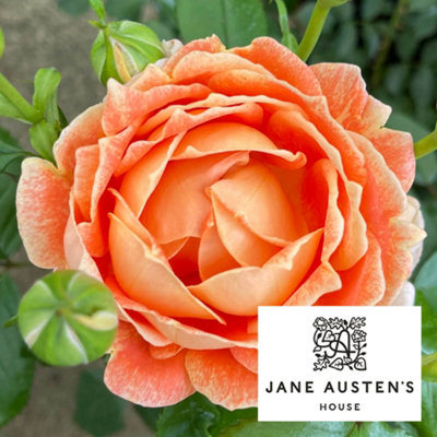 Harkness Roses 'Jane Austen' in 3L Pot