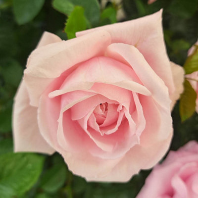 Harkness Roses 'Jane Austen's Emma' Rose, Bare Root, Ready to Plant, Charity Variety