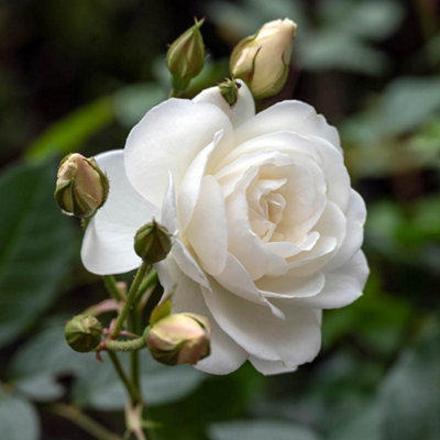 Harkness Roses Laura's Rose, Established Plant in 4 Litre Pot, Ready to ...