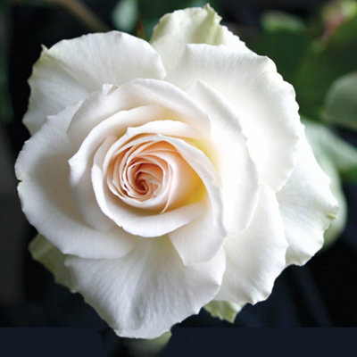 Harkness Roses Margaret Merril Rose , Gift Wrapped 4 Litre Pot Ready To ...