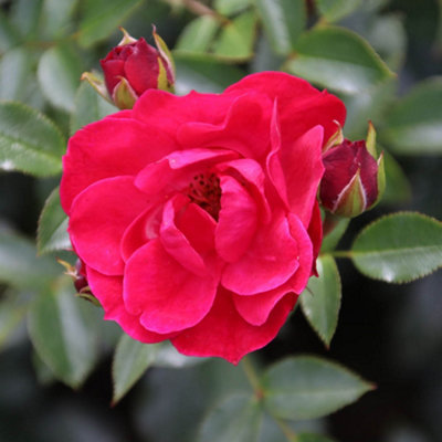 Harkness Roses Matthew's Rose, Established Plant in 4 Litre Pot, Ready ...