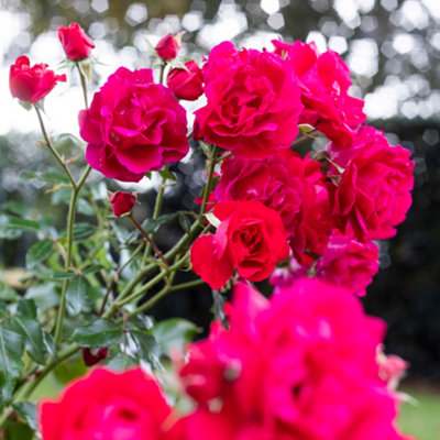 Harkness Roses 'Raspberry Royale' Rose, Established Plant in 4 Litre ...