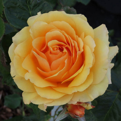 Harkness Roses, Rose Amber Queen Bare Root | DIY at B&Q