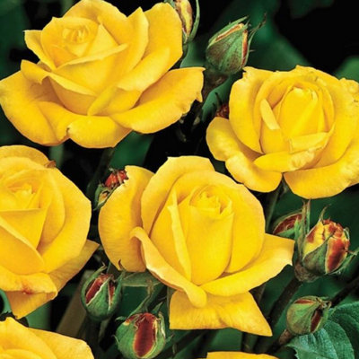 Harkness Roses, Rose Arthur Bell Bare Root | DIY at B&Q