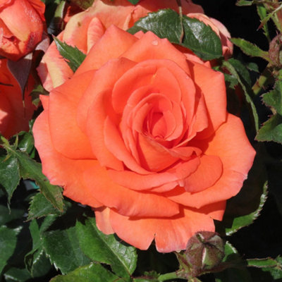 Harkness Roses, Rose Betty Harkness Bare Root | DIY at B&Q