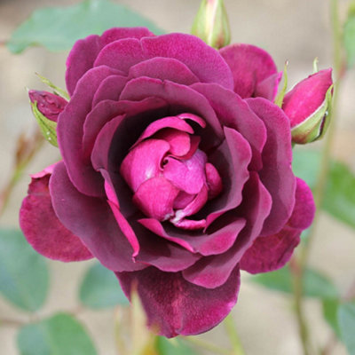 Harkness Roses - Rose Burgundy Ice in 3L or 4L Pot | DIY at B&Q