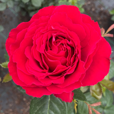 Harkness Roses, Rose Carris Bare Root | DIY at B&Q