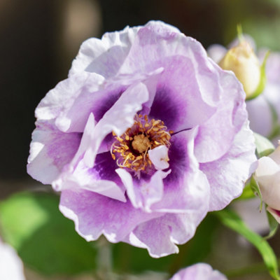 Harkness Roses - Rose Eyes for You 3L or 4L Pot | DIY at B&Q