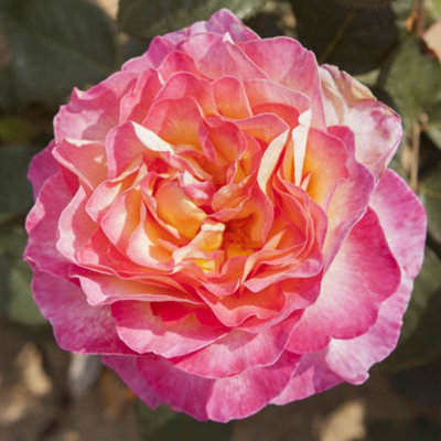 Harkness Roses - Rose Gorgeous in 3L or 4L Pot | DIY at B&Q