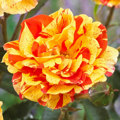 Harkness Roses, Rose Oranges & Lemons Papagena Bare Root | DIY at B&Q