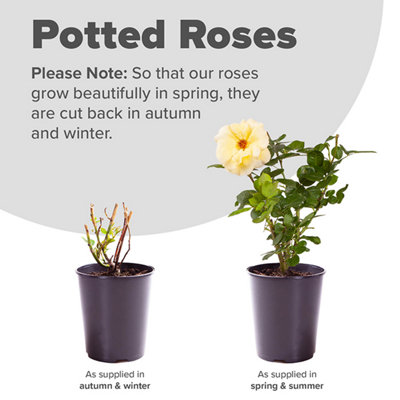 Harkness Roses - Rose Our John 3L Pot, Ready To Be Planted Out