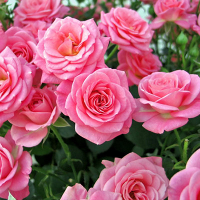 Harkness Roses, Rose Queen Elizabeth Bare Root