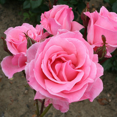 Harkness Roses, Rose Queen Elizabeth Bare Root at B&Q