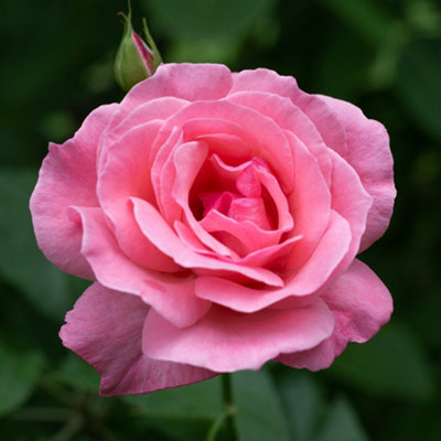 Harkness Roses, Rose Queen Elizabeth Bare Root