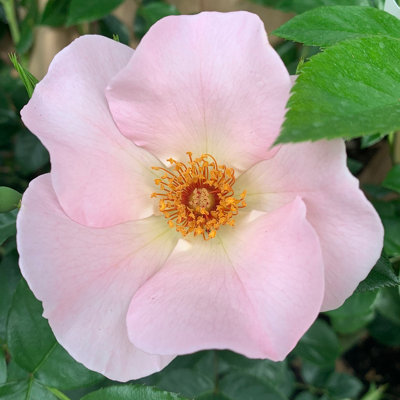 Harkness Roses 'Simple Life' Rose, Established Rose in 3 Litre Pot ...