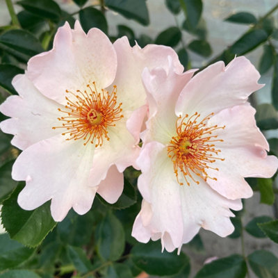 Harkness Roses 'Simple Life' Rose, Established Rose in 3 Litre Pot ...