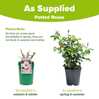 Harkness Roses 'Simple Life' Rose, Established Rose in 3 Litre Pot ...