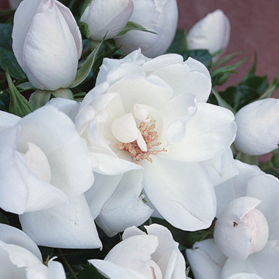 Harkness Roses Starlight Symphony Climbing Rose, in 3L Pot