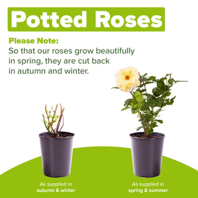 Harkness Roses Starlight Symphony Climbing Rose, in 3L Pot