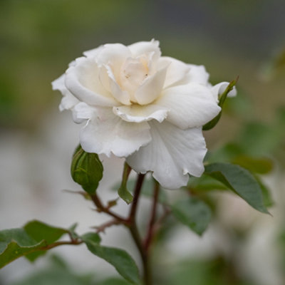 Harkness Roses 'Starlight Symphony' Rose , Climbing Rose with White ...