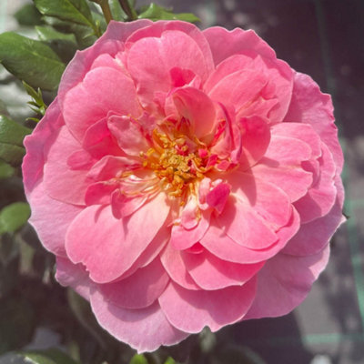 Harkness Roses 'The Eve' Rose, Established Rose in 4 Litre Pot, Ready ...