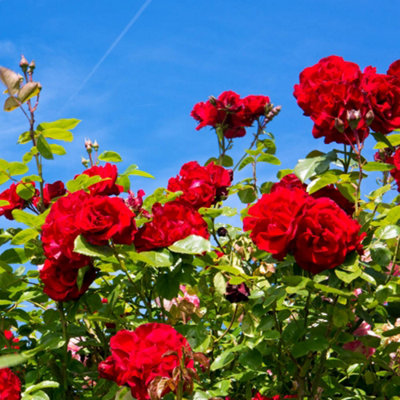 HARKNESS ROSES THE PRINCE'S TRUST CLIMBING ROSE, 4.5 LITRE POTTED ...