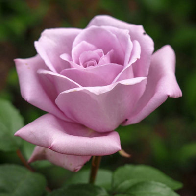 Harkness 'Sapphire Wedding 45th Anniversary Rose' , 1 x 4 Litre Pot ...