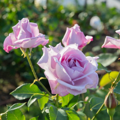 Harkness 'Sapphire Wedding 45th Anniversary Rose' , 1 x 4 Litre Pot ...