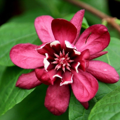Hartlage Wine Carolina Allspice Shrub Plant Calycanthus x Raulstonii 2L ...