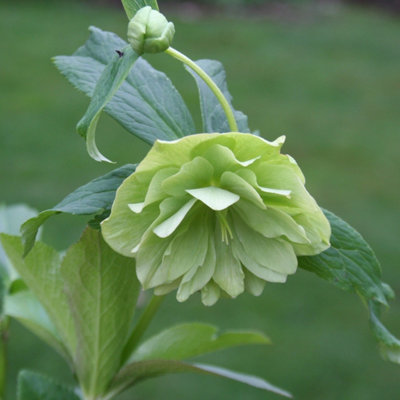 Harvington Double Lime-Green Lenten Rose Hellebore Flowering Plants 2L Pot
