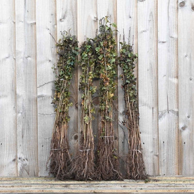 Hawthorn 40/60cm bare root 100 Pack - Hedges Direct