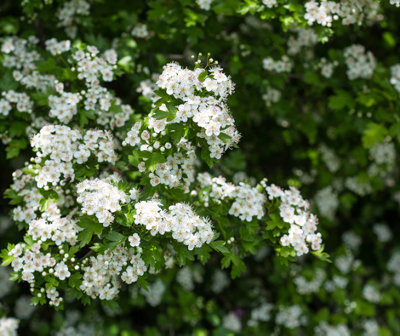Hawthorn 60/90cm bare root 100 Pack - Hedges Direct