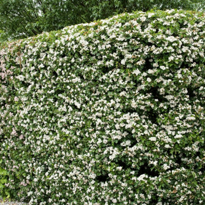 Hawthorn Hedge Crataegus monogyna Set of 10 Bare Root Hedges 60-90cm ...