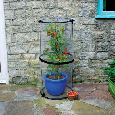 Haxnicks Twist-Up Cloche D50cm x H1.1m for Tomatoes and Tall Plants Pop ...