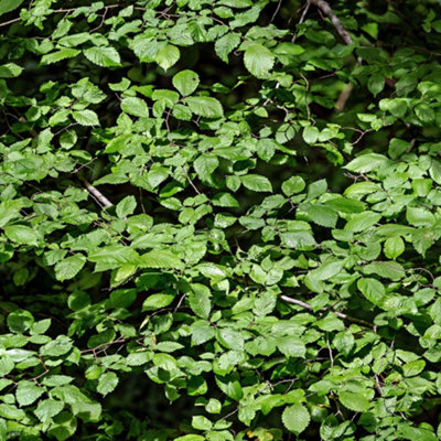 Hazel Hedge Corylus avellana Set of 25 Bare Root Hedges 40-60cm tall