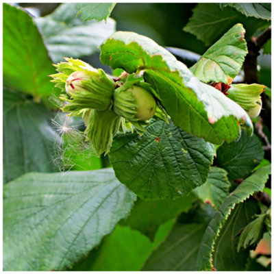 Hazel 'Kent Cob'Tree Corylus Cobnut, Multistemmed Strong Hazelnut Bush ...