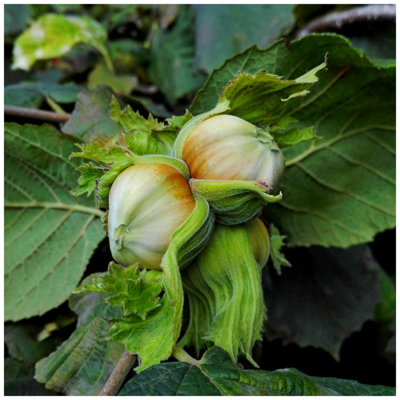 Hazel 'Nottingham Cobnut' Cob Tree 2-3ft Tall in 2L Pot Multistemmed ...
