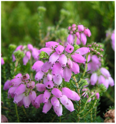 Heather Erica x Stuartii 'Irish Lemon' Evergreen Garden Shrub (9cm Pot)