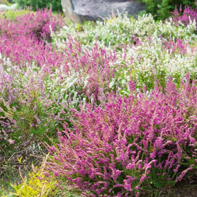 Heather Mix - Collection of Evergreen Garden Plants, Colourful (12 ...